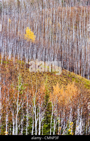 Birch trees in the Yukon Stock Photo - Alamy