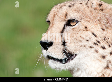 Male cheetah (headshot Stock Photo - Alamy