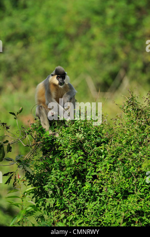 Capped Langur (Trachypithecus pileatus Stock Photo - Alamy