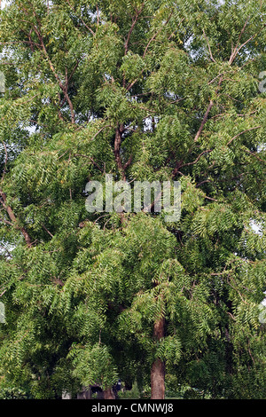 Medicinal Ayurvedic Azadirachta indica or Neem leaves in mortar and ...