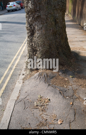 Biotic weathering tree roots breaking up pavement Stock Photo - Alamy