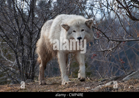 A curious Timber Wolf Stock Photo - Alamy
