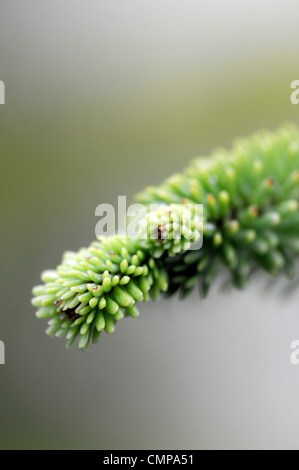 Branches of Abies procera or Noble fir with blue needles and red pollen ...