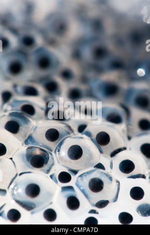 Frog spawn against a white background Stock Photo - Alamy