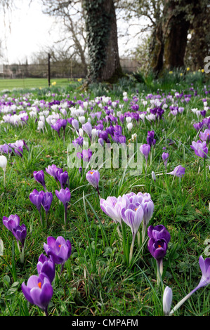 naturalised crocus flowers growing grow lawn flowering mixed colours ...