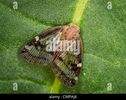 Passionvine Hopper (Scolypopa australis), an introduced pest to ...
