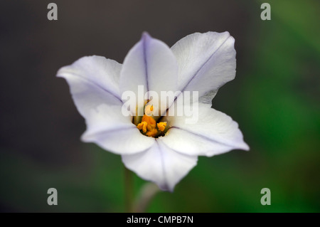 Ipheion uniflorum ‘White Star’ (Spring Starflower Stock Photo - Alamy