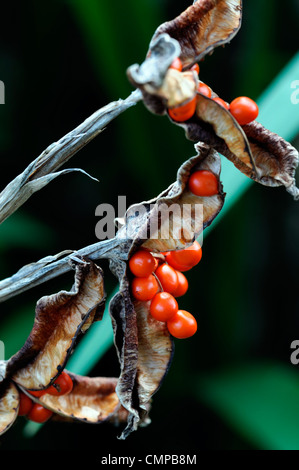 iris foetidissima stinking gladwyn bright orange berries berry fruit ...