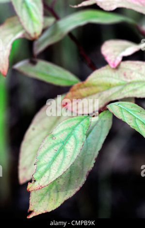itea virginica henrys garnet virginia sweetspire closeups close-ups ups ...