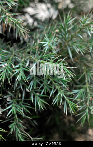 Juniperus formosana Juniperus formosana Stock Photo - Alamy