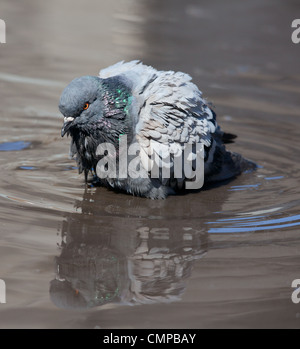 Bird in the City. Pigeon cleans its feathers in the water. Close up of ...