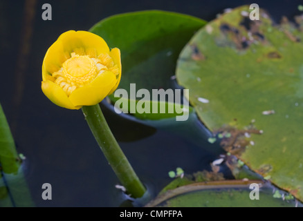 Nuphar lutea, Spatterdock, yellow water-lily, cow lily, pond-lily ...
