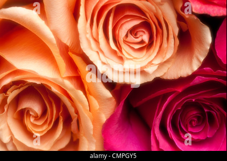 Red, yellow and pink roses bunched together close-ups bouquet Stock ...