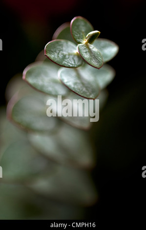 Long stemmed plant backlit indoors with selective focus on petals Stock ...