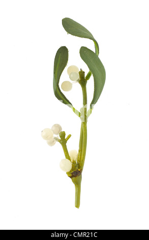 One fake sprig mistletoe cut out white background Stock Photo - Alamy