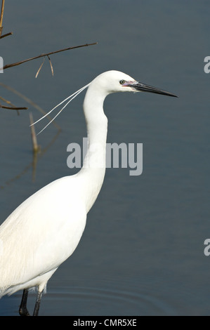 Vertical close up of a Little Egret at the beach Stock Photo - Alamy