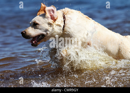 Labrador retriever jumping out the water Stock Photo - Alamy