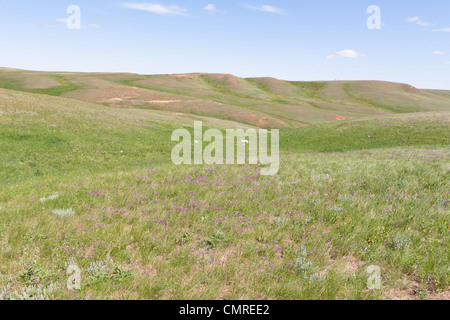 Orenburg steppe in the spring, Russia Stock Photo - Alamy