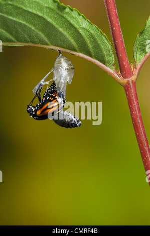 Adult Monarch butterfly hangs onto empty chrysalis to pump meconium ...
