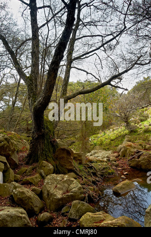 forest of oaks in andalusia, environment,bosque Los Alcornocales rio ...