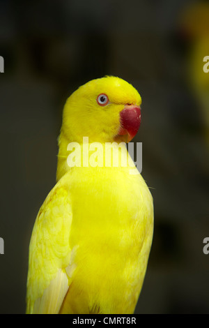 fiji, kula bird, kula eco park, sigatoka fiji Stock Photo - Alamy