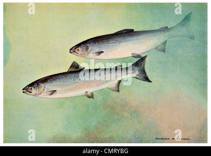 Atlantic Salmon (Salmo salar), drawing Stock Photo - Alamy