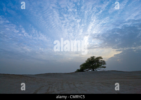 Bahrain, desertic central area, the Tree Of The Life Stock Photo - Alamy