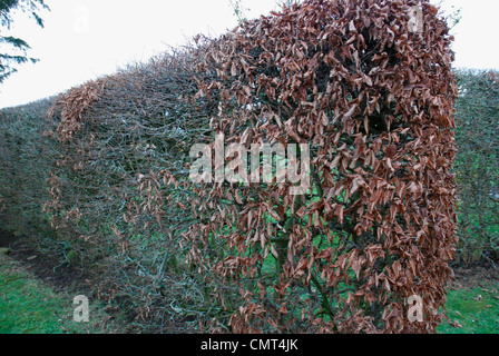 Hornbeam hedge in winter Stock Photo: 66424393 - Alamy