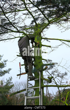 nature, landscape preservation, occupation, gardener stands on a ladder ...
