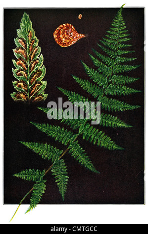 Vintage fern illustration: 1. Athyrium Filix-foemina. - 2. var ...