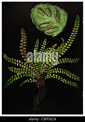 Maidenhair spleenwort fern, Asplenium trichomanes. Chromolithograph ...