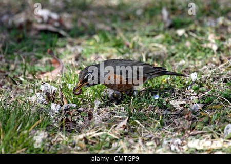 A robin catching a worm Stock Photo - Alamy