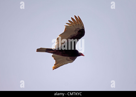 Turkey Vulture gliding in sky, Arizona, USA Stock Photo - Alamy