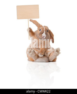 White little rabbit isolated over white background Stock Photo - Alamy