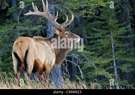 A rear view of a large bull elk Cervus elaphus, looking away in a ...