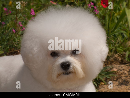 Bichon Frises-head shot Stock Photo - Alamy