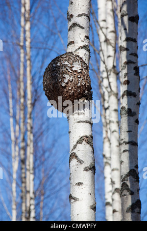 Burl or burr lump growth on silver birch tree most likely caused by ...