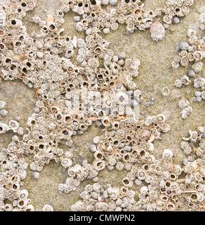 Barnacles at the beach on a rock, ideal for a marine texture or ...