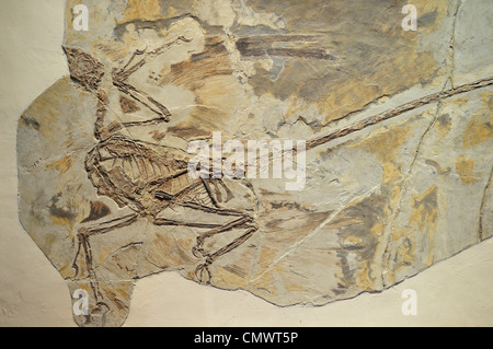 Fossil skeleton of microraptor, a feathered dinosaur lived during ...
