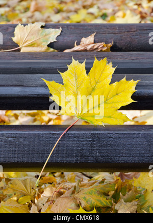 A vertical closeup shot of orange maple leaves found growing on a tree ...