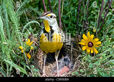 Nestling western meadowlarks (Sturnella neglecta), begging for food ...