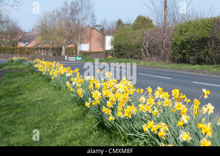 Roadside daffodils in spring Stock Photo - Alamy