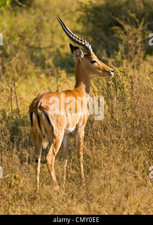 lone impala in the grass Stock Photo - Alamy