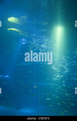 Whale shark Osaka Aquarium Stock Photo - Alamy