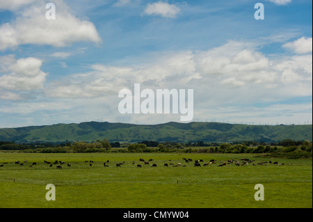 Wind farm stretching along the hill tops, seen from Woodville in the ...