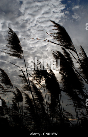 At the pond,Clapham Common Stock Photo - Alamy