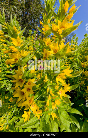 yellow flowers in a garden Stock Photo - Alamy