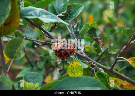 Fruit, Apple, Katy apples rotting on the ground having fallen from the ...