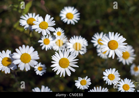 Big bunch of white shasta daisy flowers with green leaves, top view ...