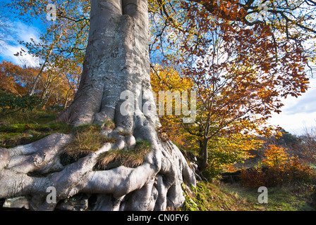 European Beech (Fagus sylvatica) with contorted trunks, Loder Valley ...
